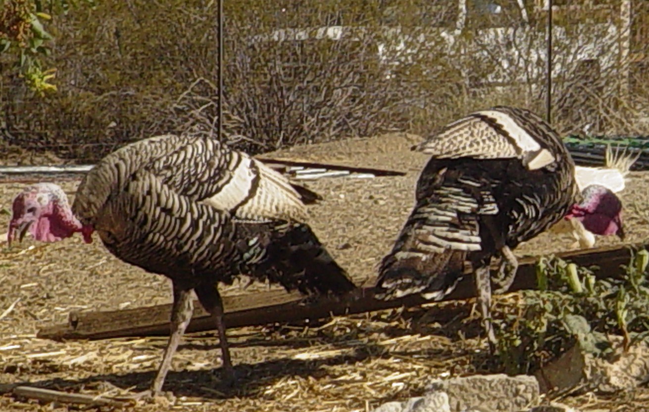 Heritage Turkeys & Breeding