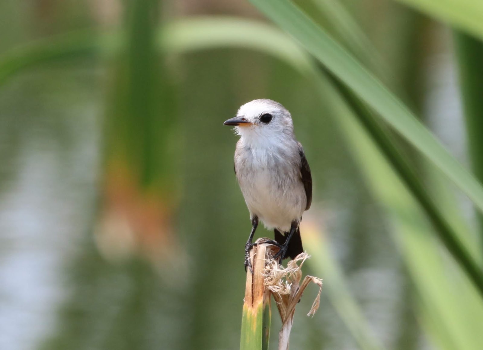 Nuestro bello mundo...: Pajareando en La Hacienda San Martin, Edo ...