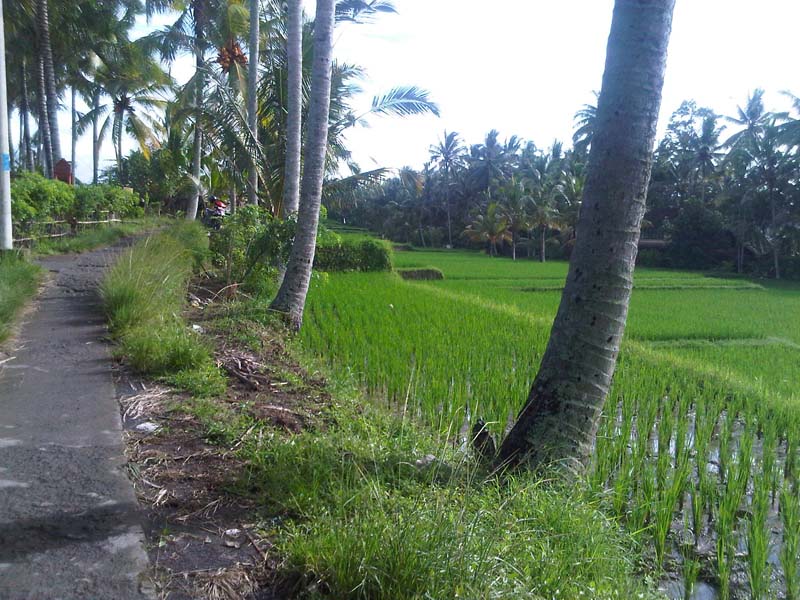 Ubud Through Rice Fields | Ubud Scooter Rental