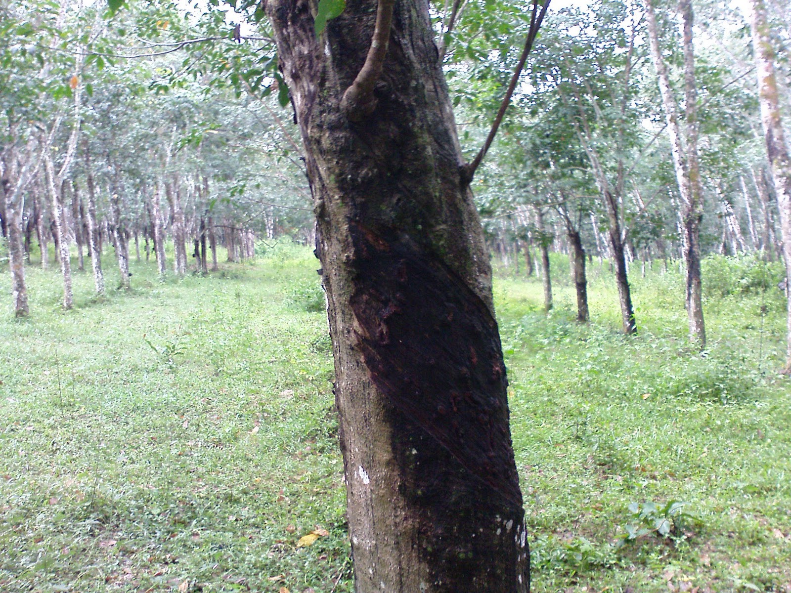 Pemajuan kawasan baru dengan ladang: Kilang memproses Kayu getah kami ...