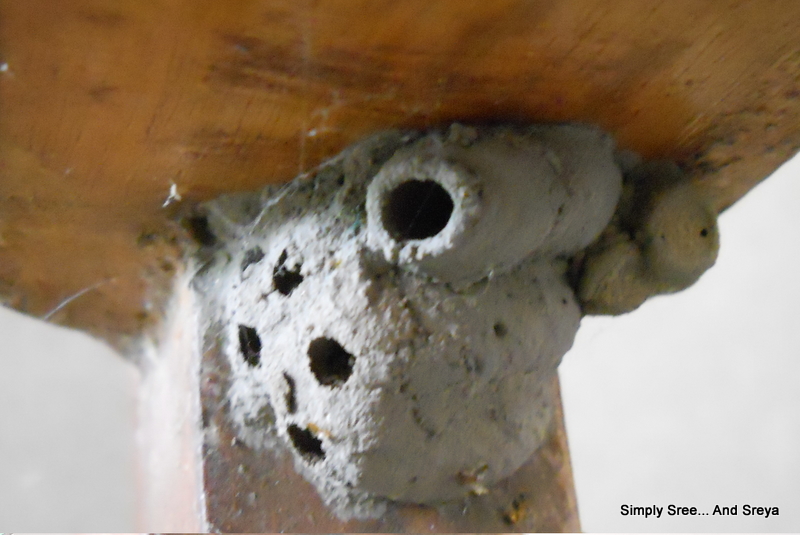 Life in Pictures: Day 191 ~ July 10 - Kandireega Goollu