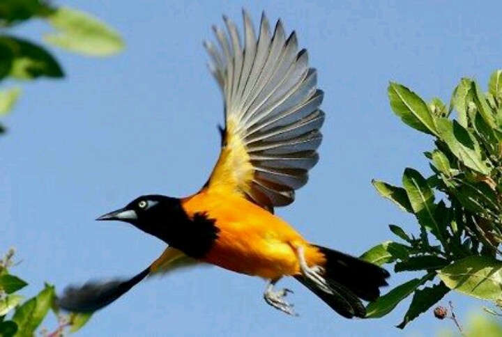 Día nacional del turpial 🐦🇻🇪