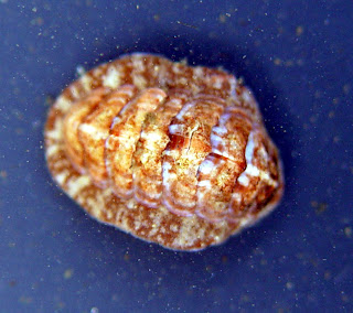 And I Think to Myself...What A Wonderful World.: Creature Feature: Chitons.
