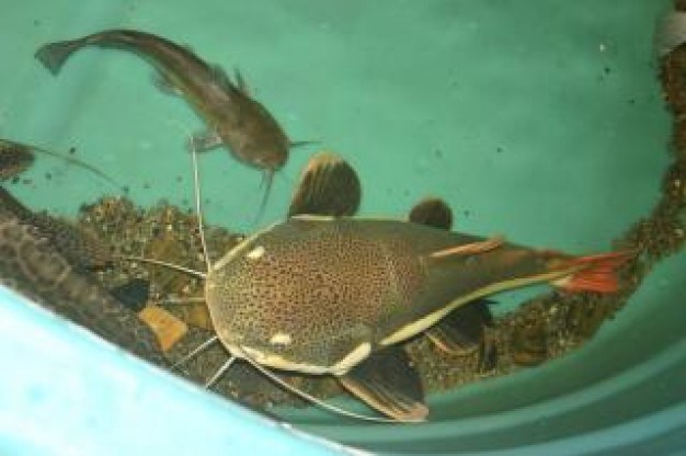 Redtail Catfish - Phractocephalus hemioliopterus ~ Aquascape Batang