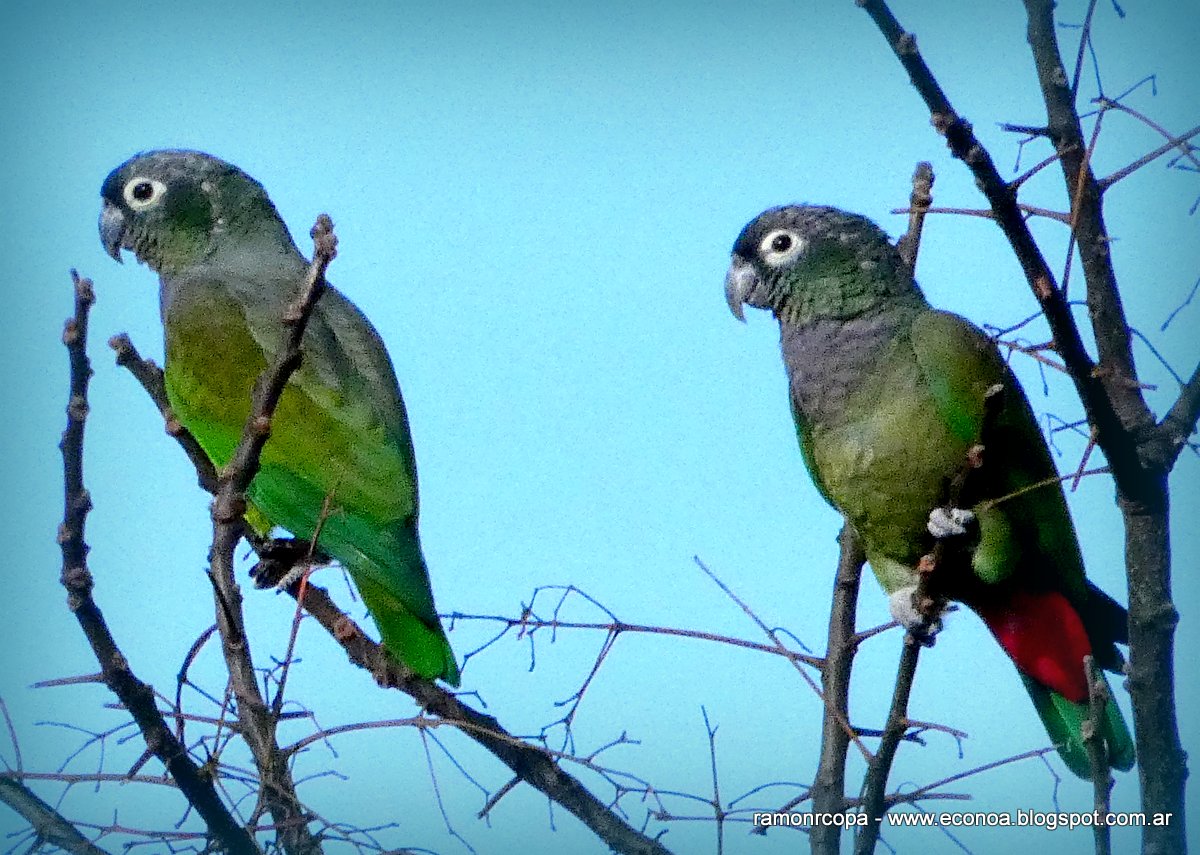 Aves del NOA y algo mas..: Loro Maitaca (Pionus maximiliani)