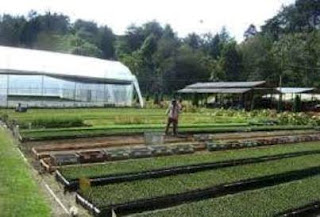 Diseño tradicional de un vivero forestal - Hora 25 Forestal