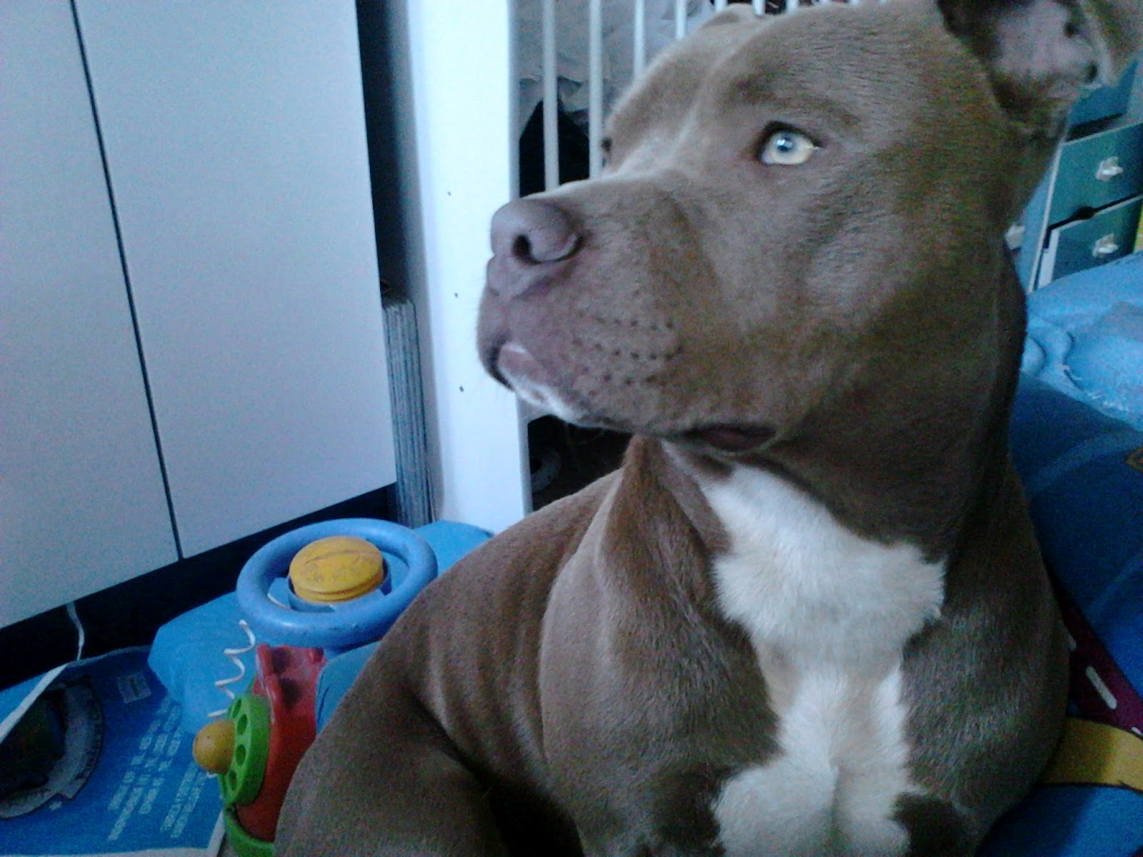 Pigmentaciones/Colores Del Pitbull: La historia del pitbull (APBT)