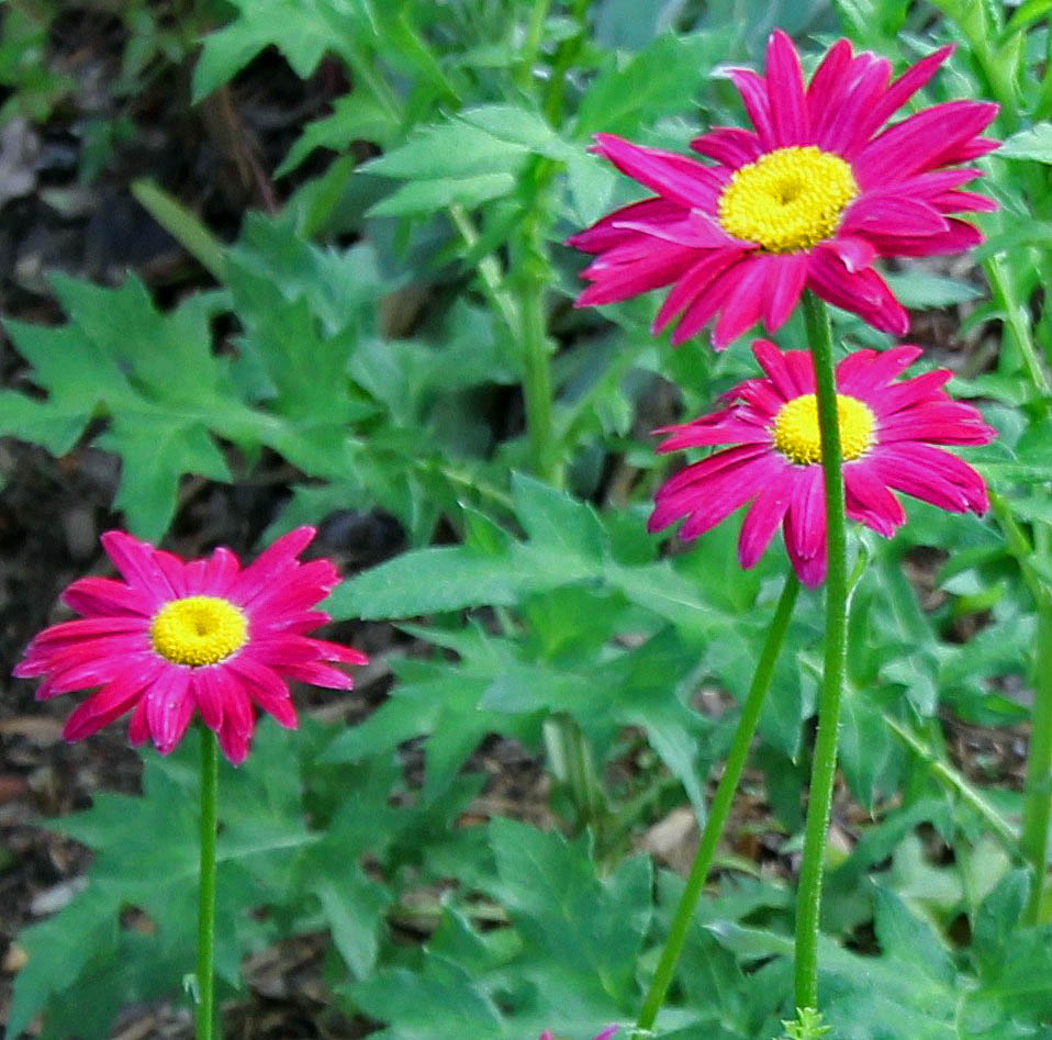 A Leafy Indulgence: That Supposed to Be Red