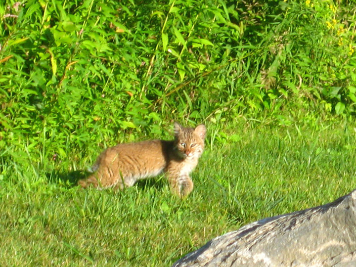 Nature in 90: Predators in Connecticut