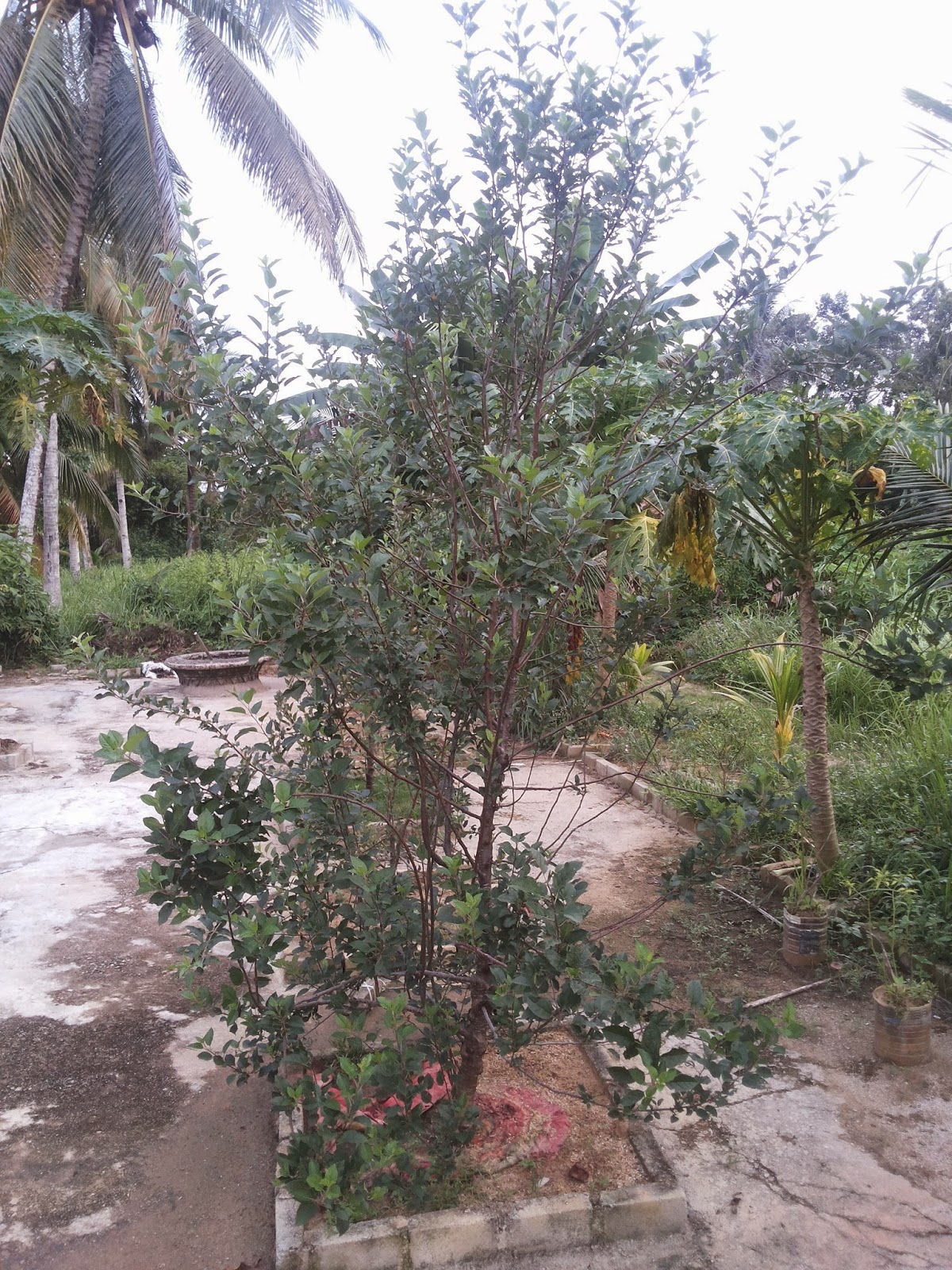 Mohd Sobri Hussin: Benih Pokok Apple