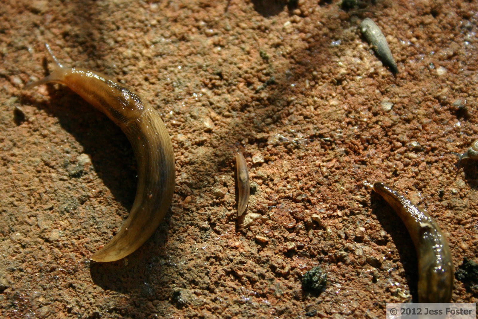 Sluggin' Along: More Baby Slugs - Part 1