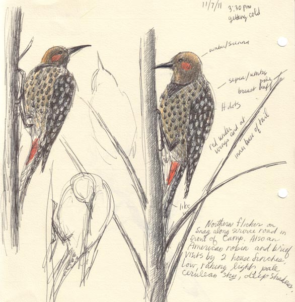 Sketching in Nature: A flicker of red