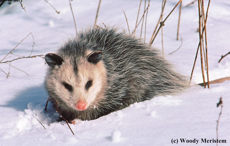 In Forest and Field: Pity the 'Possum