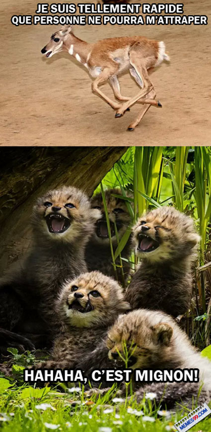 Memes99: C'est mignon!