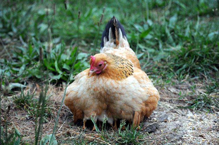 Pot Pies and Egg Money: Speaking of eggs, a Nankin hatched 10 (ten ...