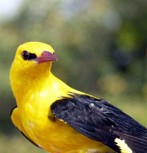 Eurasian golden oriole | Birds of India | Bird World