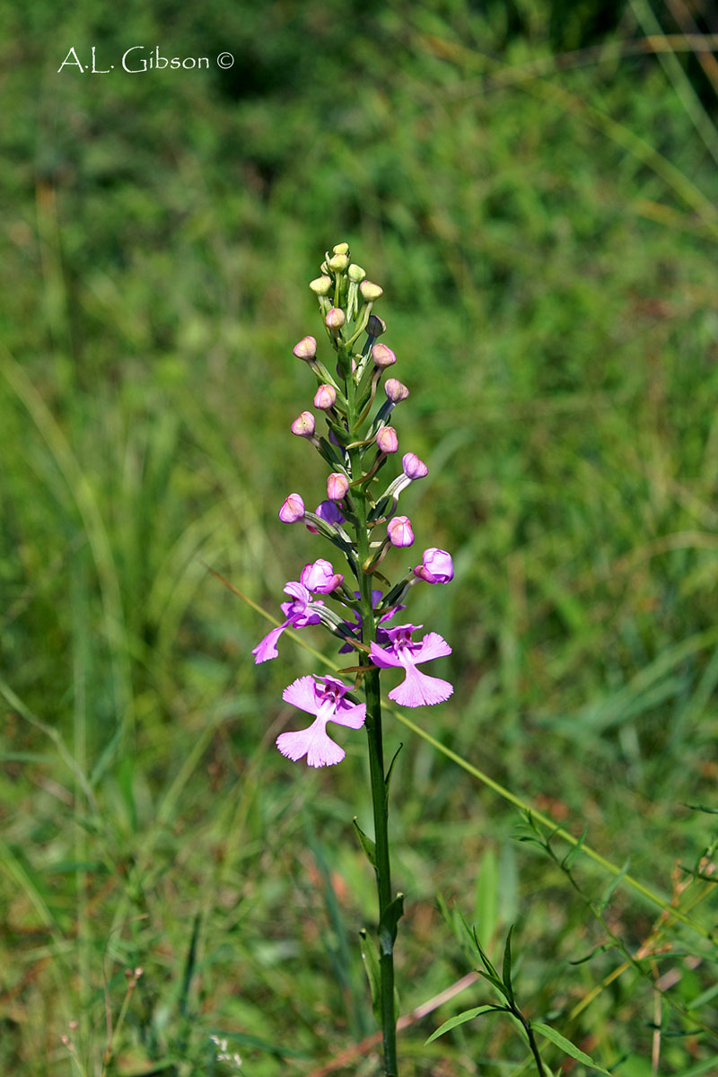 The Buckeye Botanist: Purple Fringeless Orchid (Platanthera peramoena)