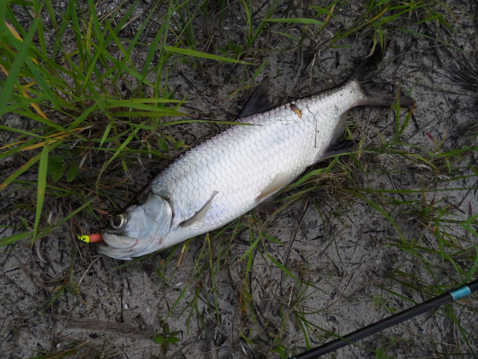 Mosquito Lagoon & Indian River Fishing: Patillo Creek Tarpon