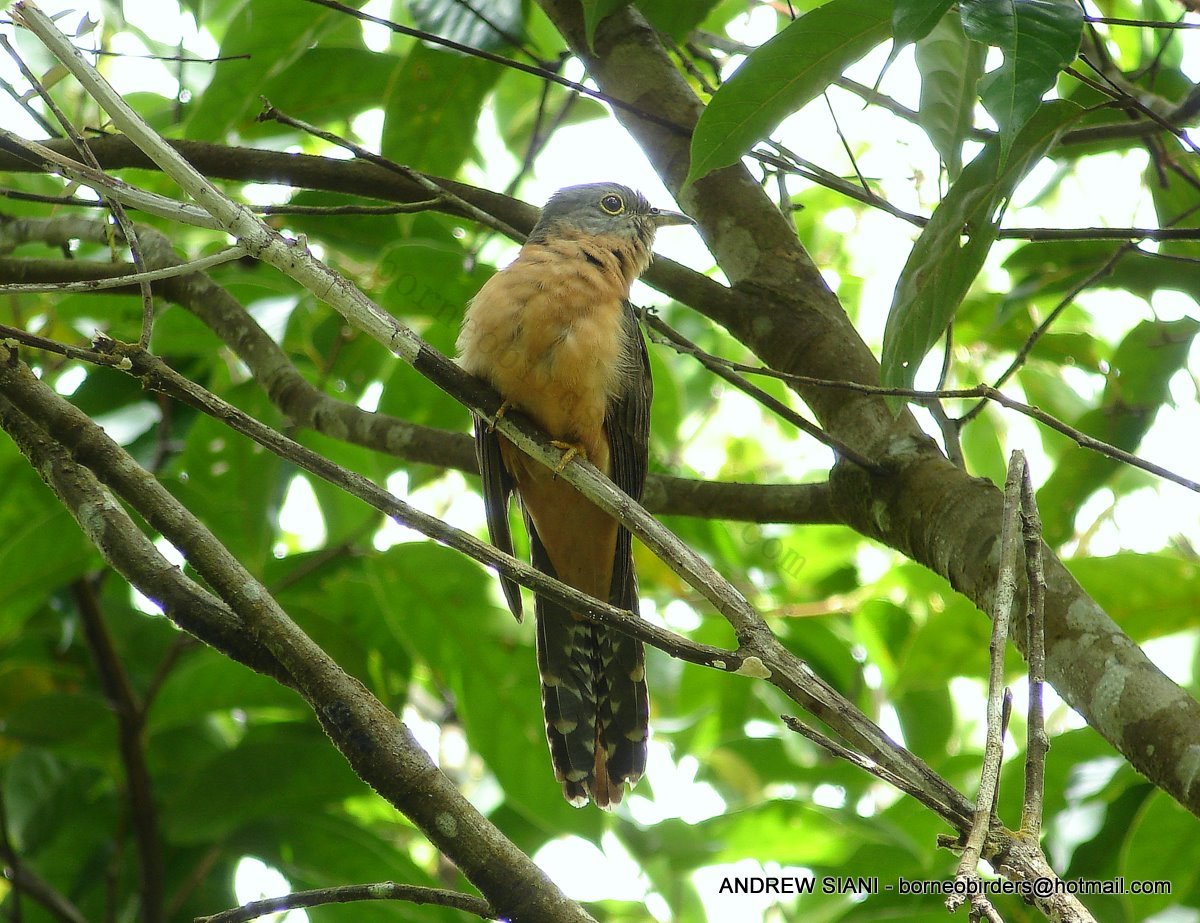 Borneo Avifauna: Rusty-breasted Cuckoo-Cacomantis sepulcralis