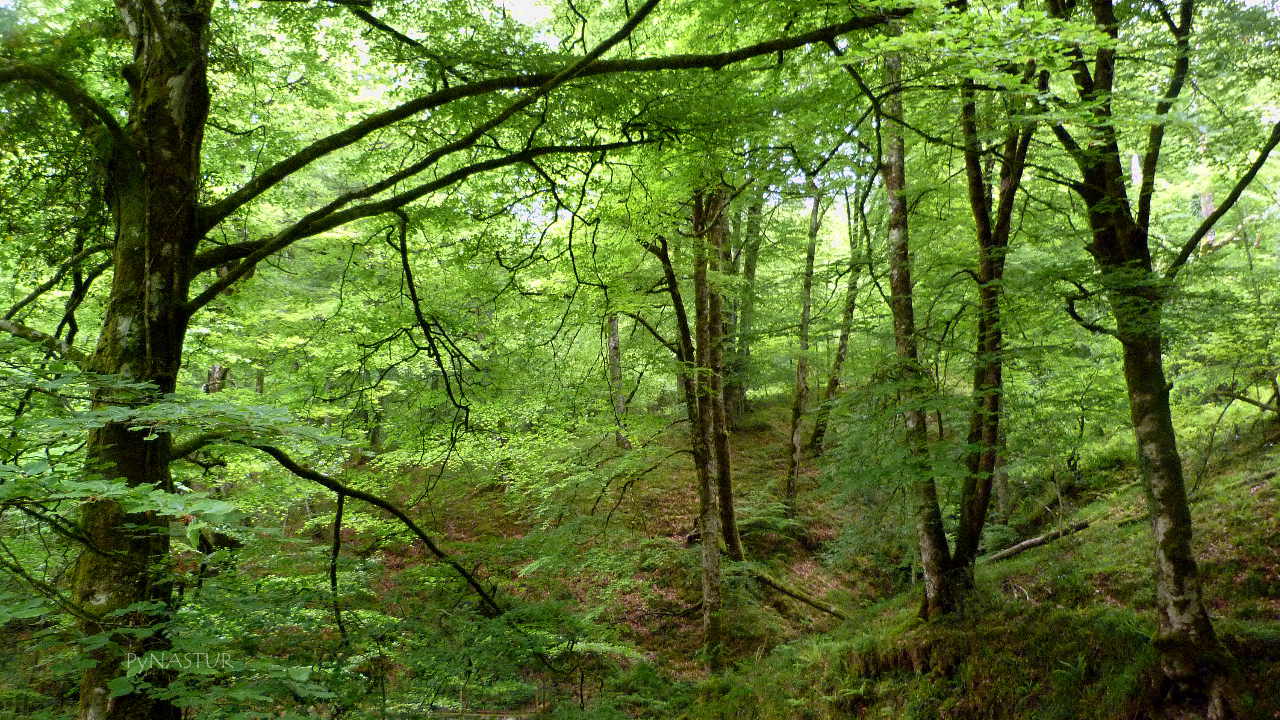 RUTA CIRCULAR BOSQUE DE CEA ( PARRES ) : Rutas de senderismo Asturias
