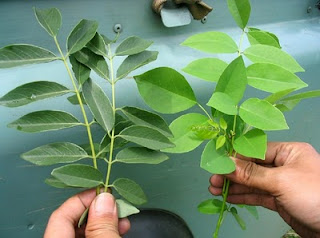 Jejak Penyuluh: Cara Membuat MOL Daun Gamal