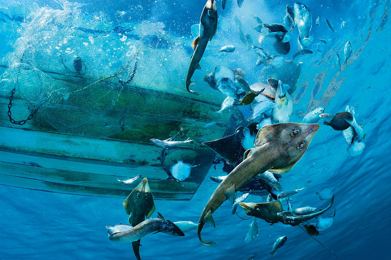 The Best Shark Dive in the World!: Dean Grubbs about Bycatch - epic!