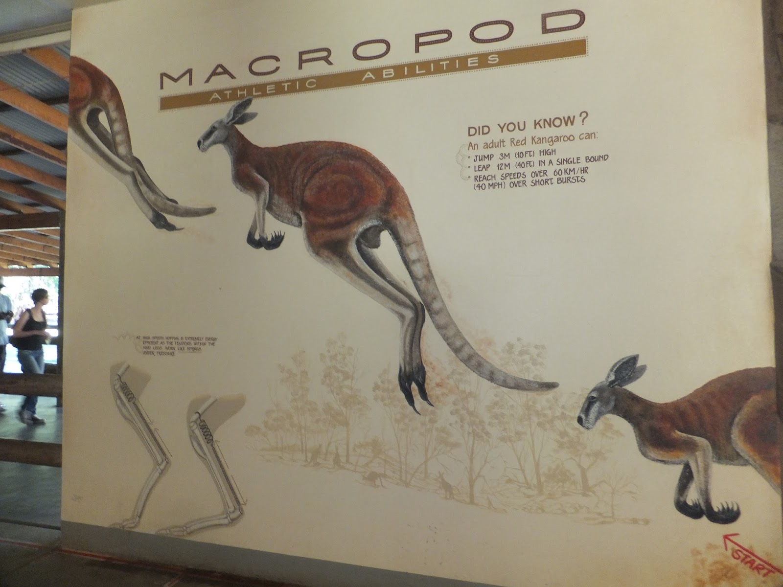 Ramsdens Ramblings: CRIKEY! Australia Zoo!