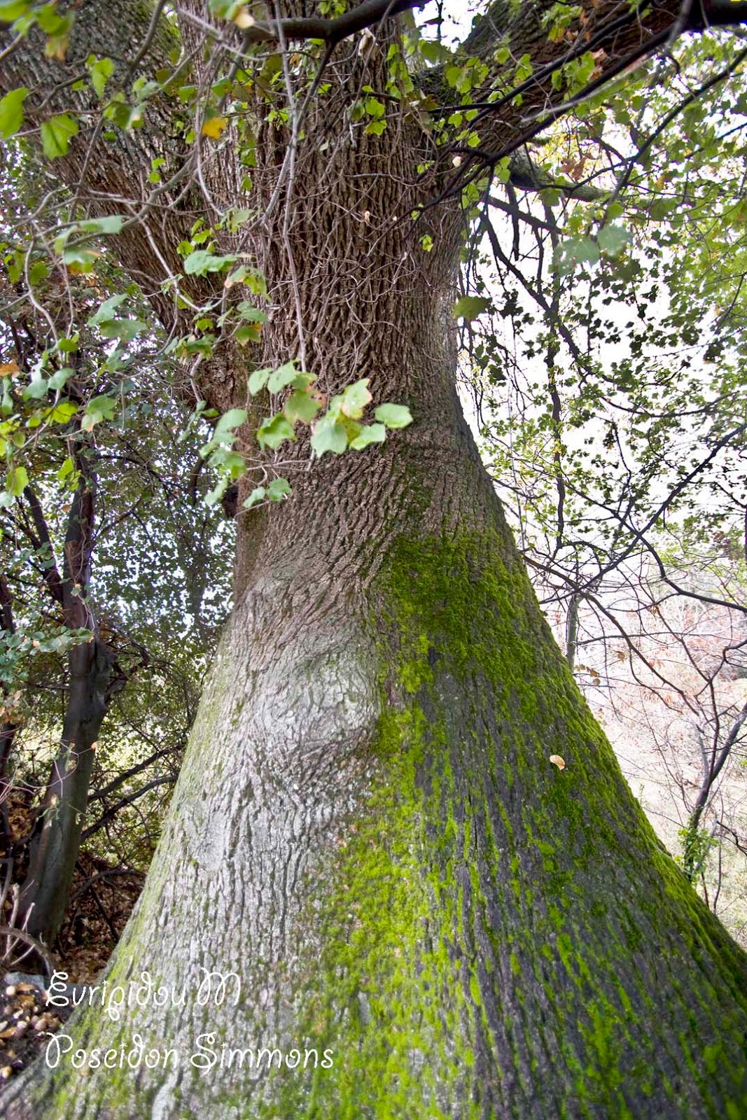 Cyprus photography: 200 year old Oak tree at Platres part 1