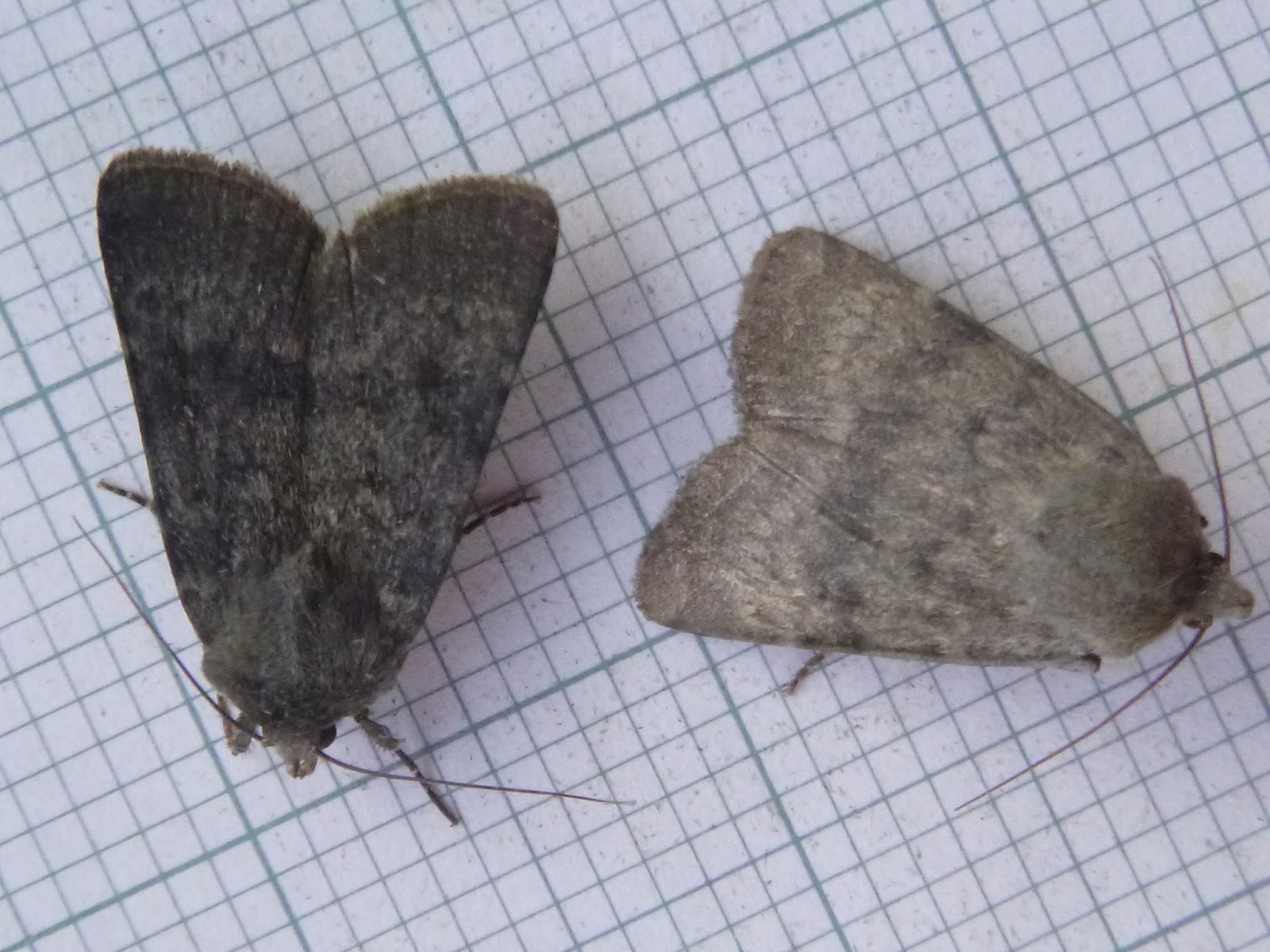 Ceredigion Moths: Cwmystwyth moths
