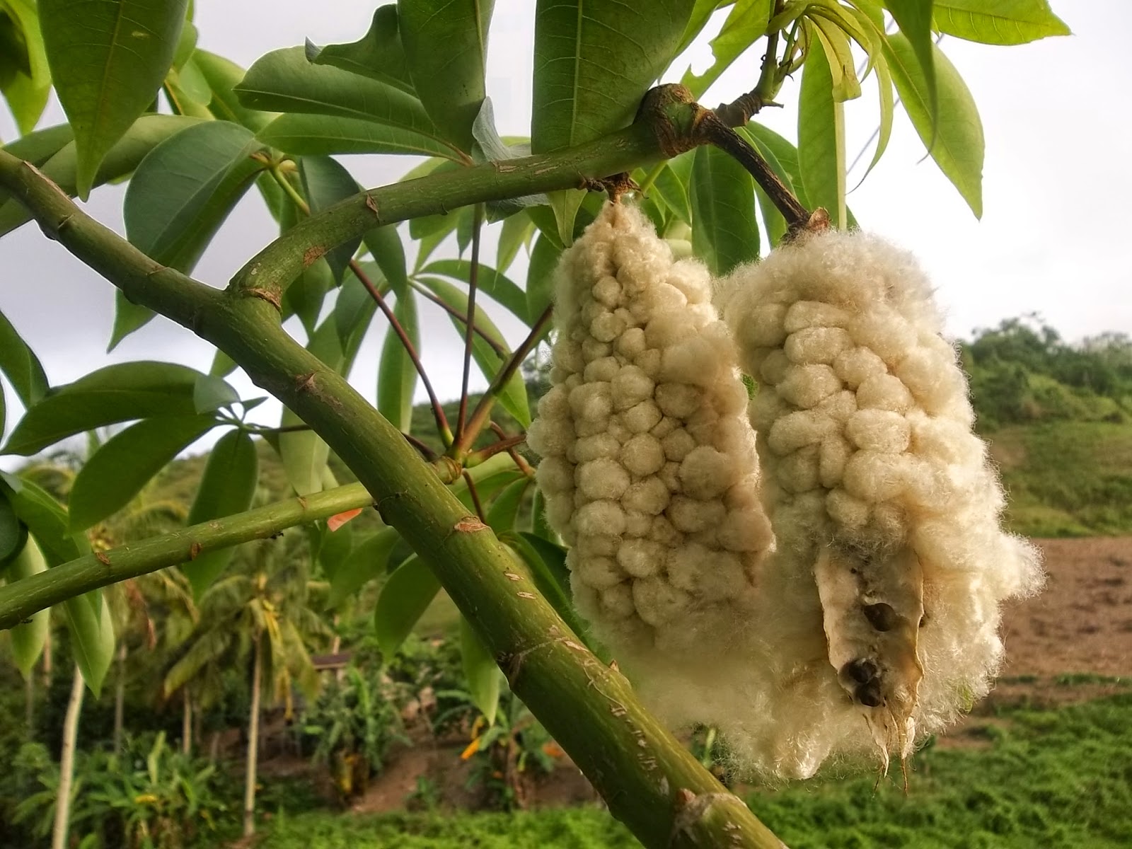 Warrior Pilgrimage: USEFUL PLANTS 101: Kapok