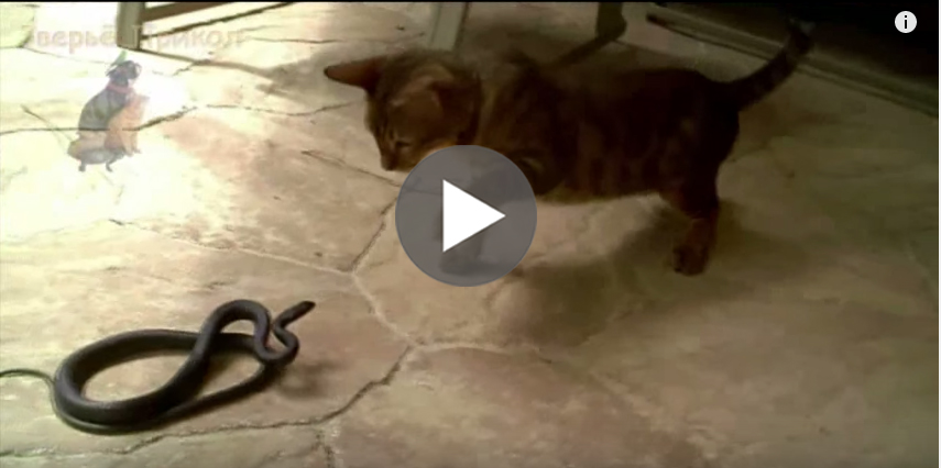 Cat vs Snake! TOP 10! Amazing Cat Attack Snake Compilation 2015 - I ...