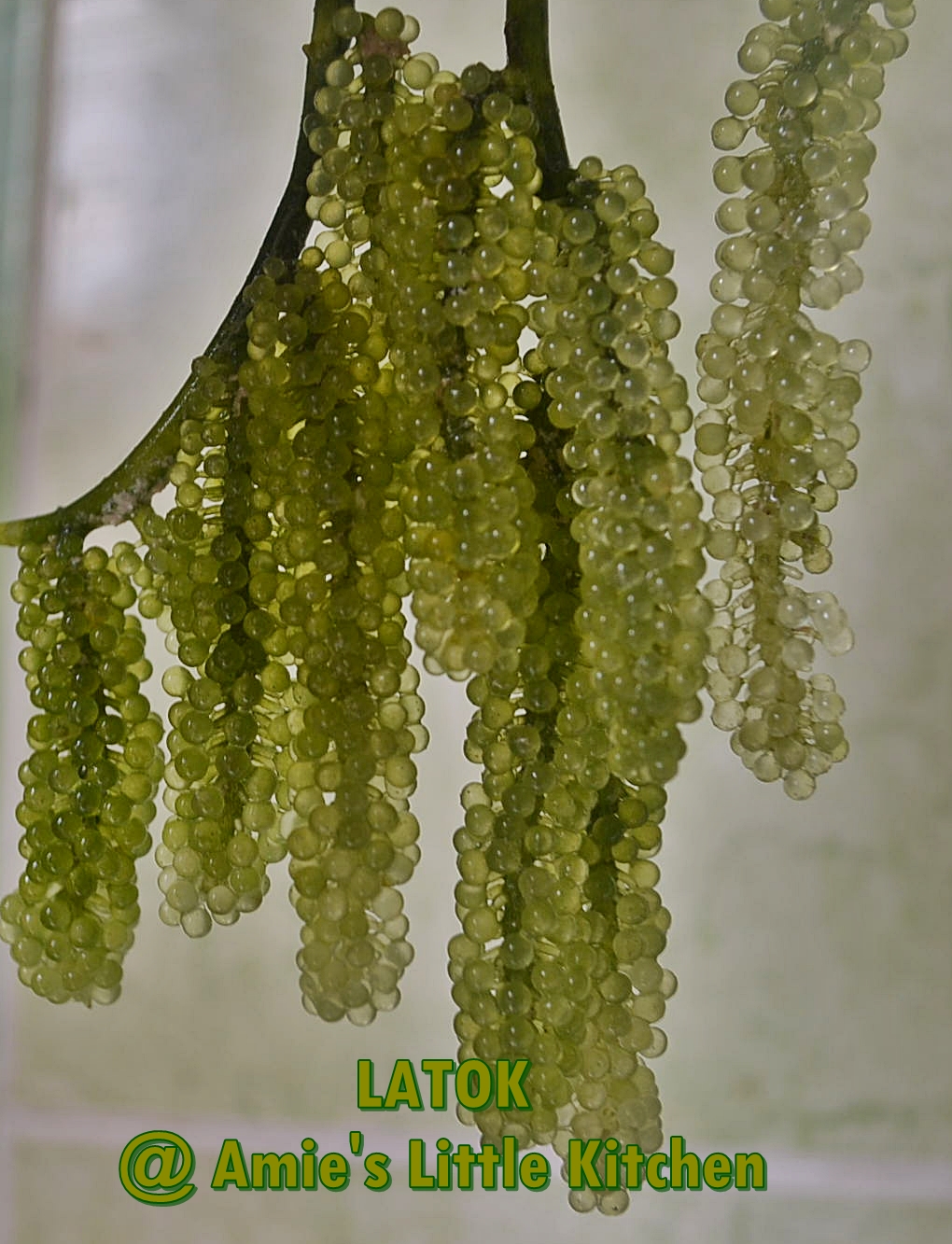 Latok @ Rumpai Laut : MALAYSIAN FOOD FESTIVAL (SABAH MONTH) - Amie's ...