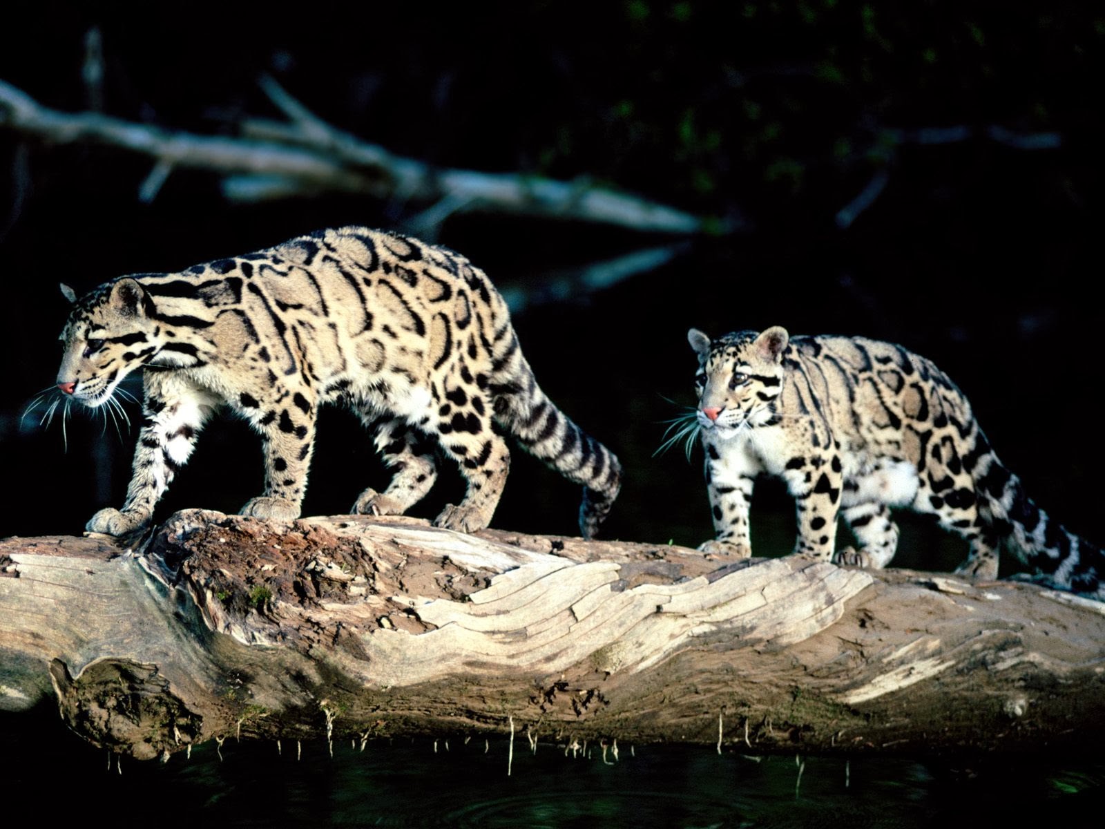 Most Terrifying & Amazing Creatures on Earth....: Amazing Clouded Leopard