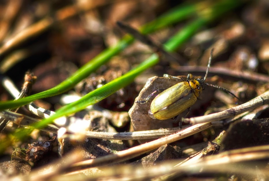 Scotland's Moorland Forum: Heather Beetle Briefing