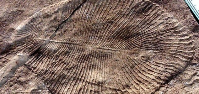 550 million-year-old creature mystery solved | Bizarre