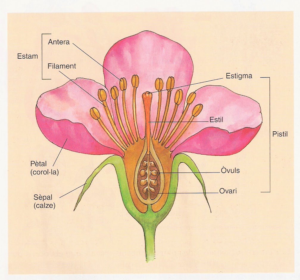 EL BLOG DE 5º B : C.DEL MEDI. TEMA 2: EL REGNE DE LES PLANTES