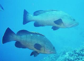 Destinos turísticos Inés : ARCHIPIÉLAGO DE CABRERA