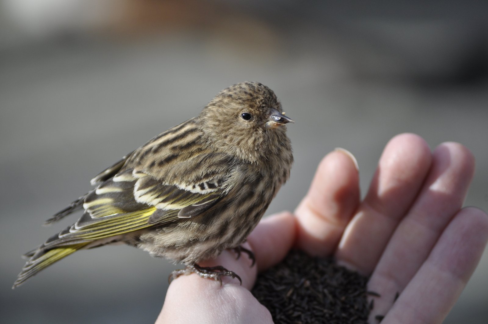 Seattle Pictures Videos Blog: Friendly Baby Bird Pine Siskin Camano Island