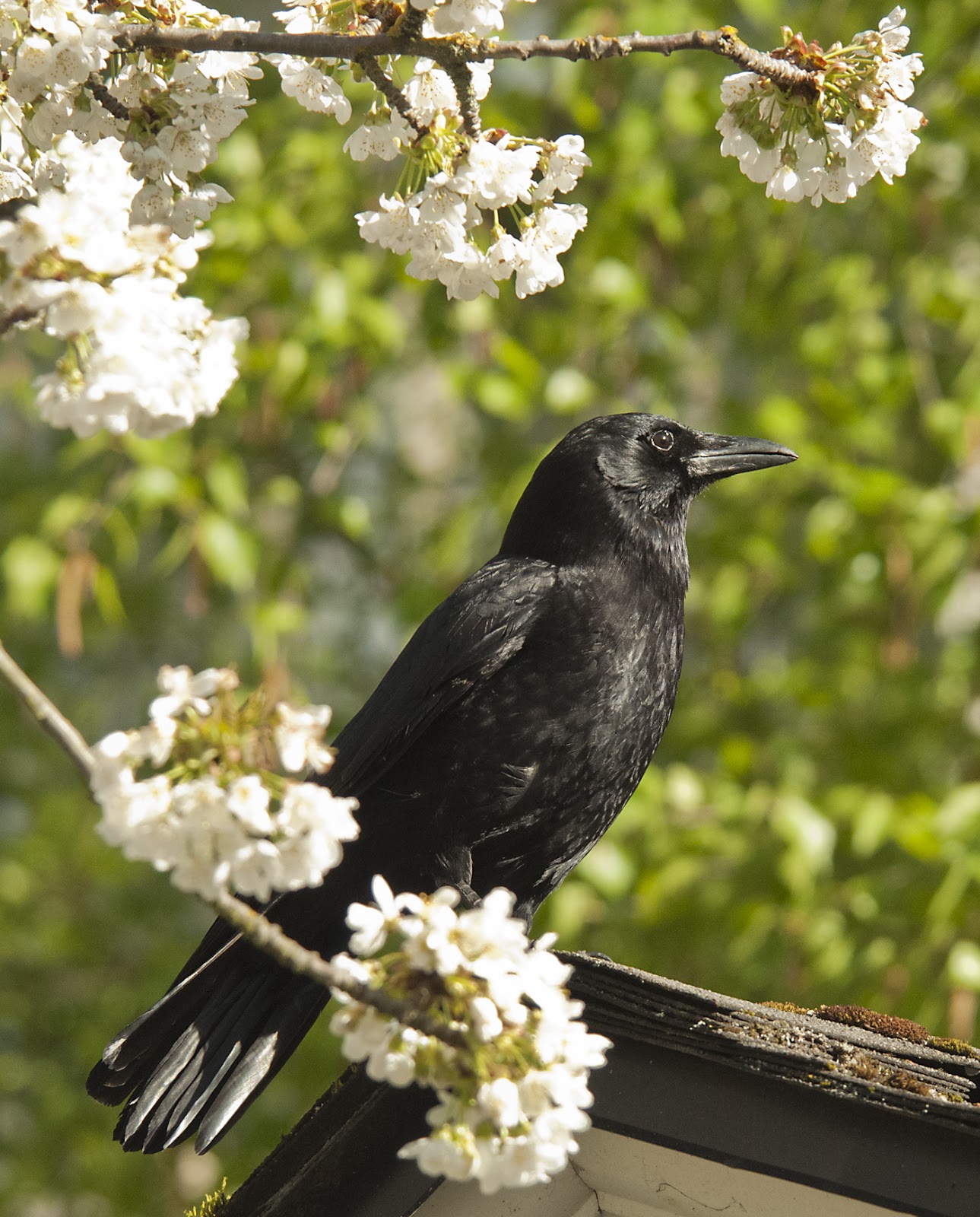 Bird Word Girl: Parade of the Handsome