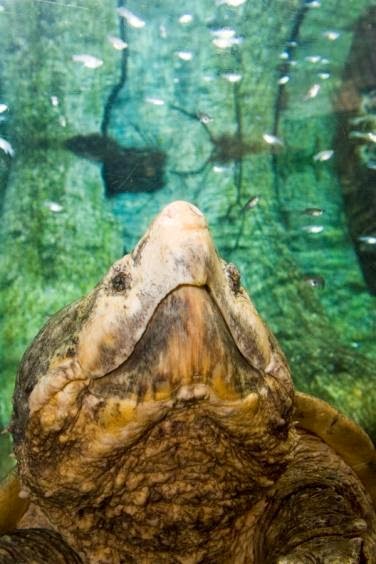 Baby Snapping Turtle Belly
