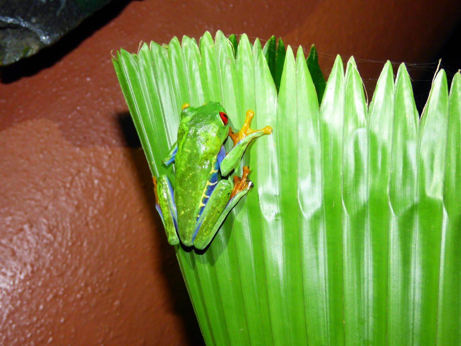 el naturalista fiel: RANA DE OJOS ROJOS.