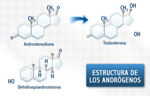 Endocrinología Ginecológica: Androgenos