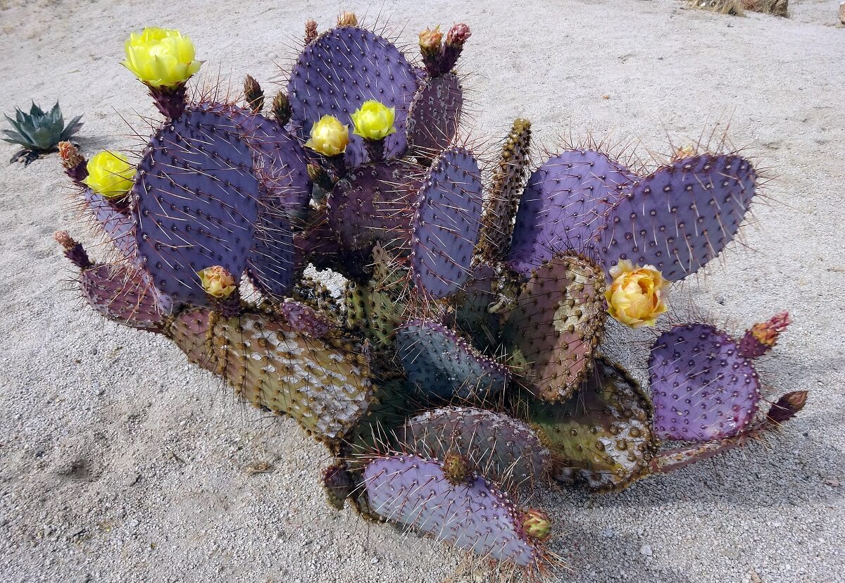.: La zona del silencio (México)
