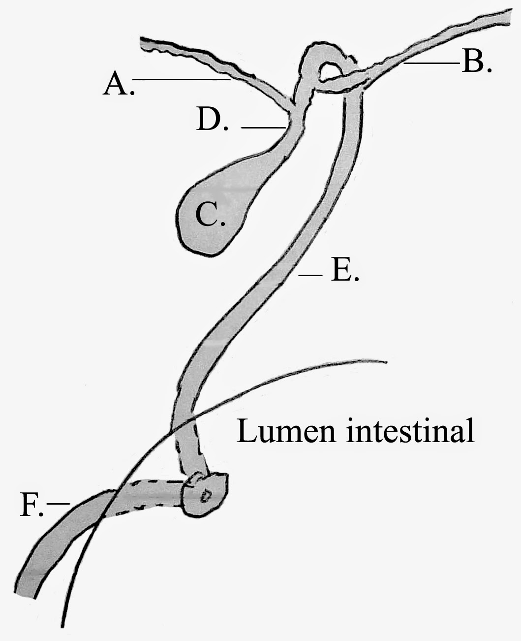 GASTROENTEROLOGIE VETERINARA: 2. Afecţiuni biliare