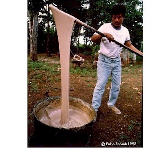 Reforestation and the Medicinal Uses of Trees -Liliana Usvat Research ...