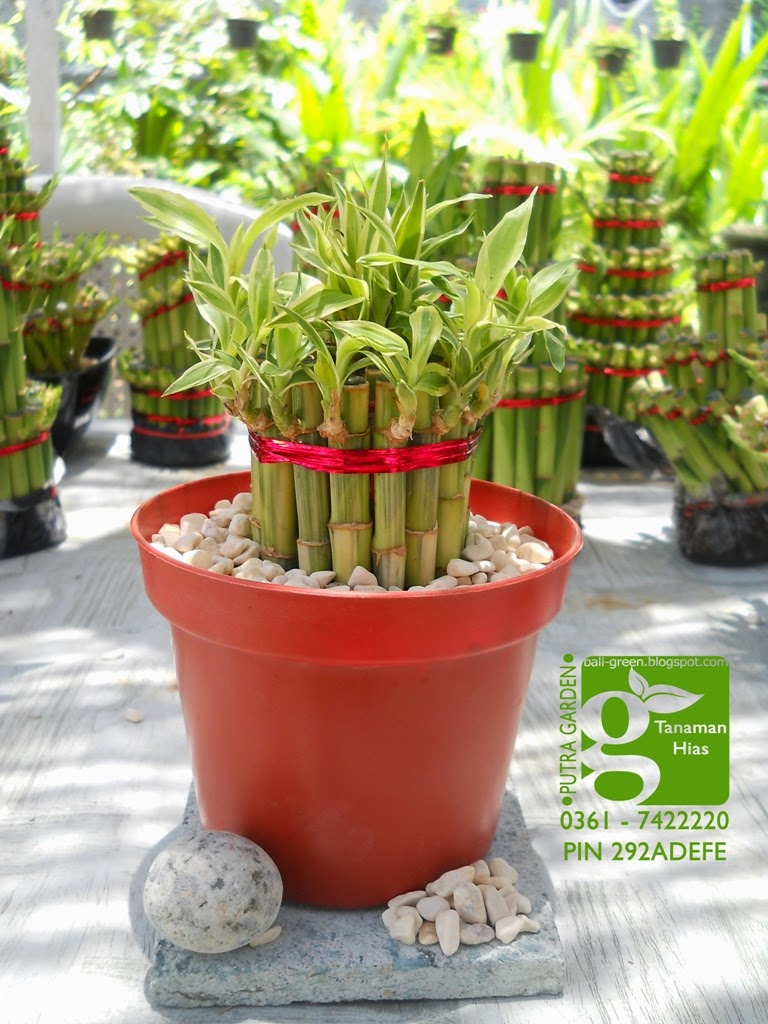 13+ Pot Bambu Bali, Keren Abis!