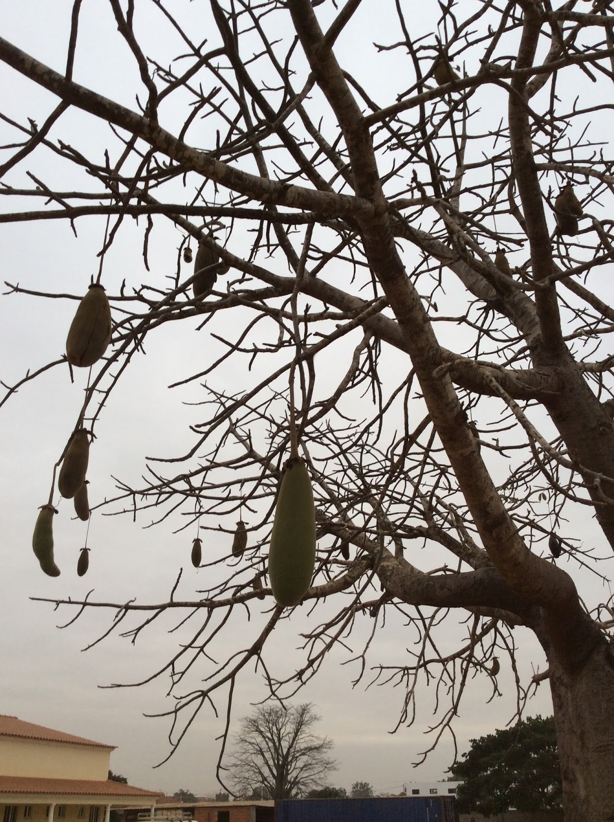 Quintal do Vieira: Embondeiro virou árvore de Natal