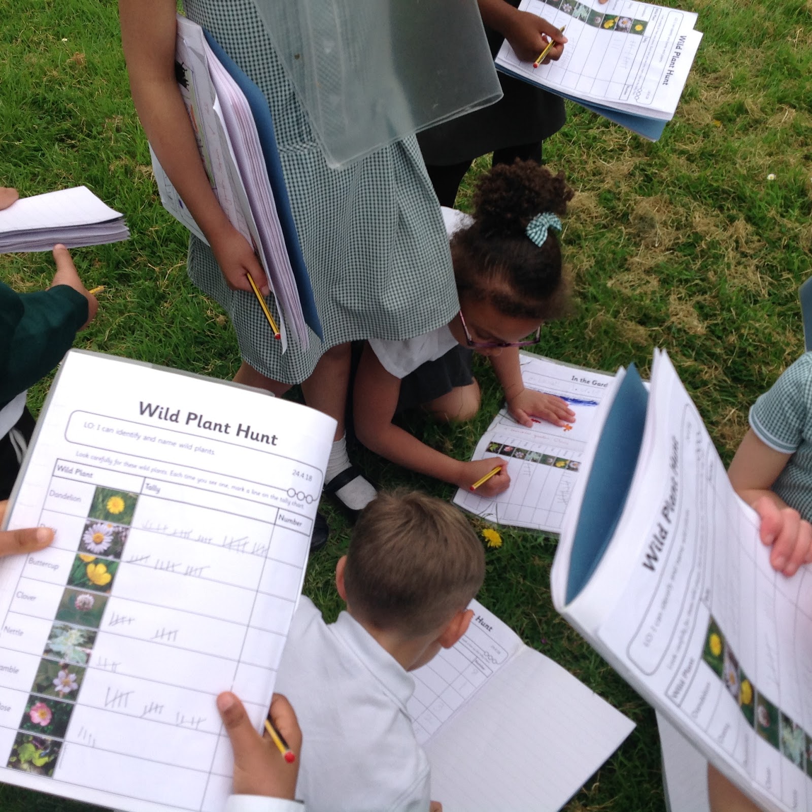 Suttons Primary School: 1MS - Wild Plant Hunt - Science