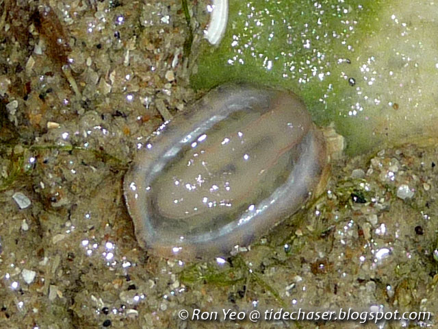 tHE tiDE cHAsER: Chitons (Phylum Mollusca: Class Polyplacophora) of ...