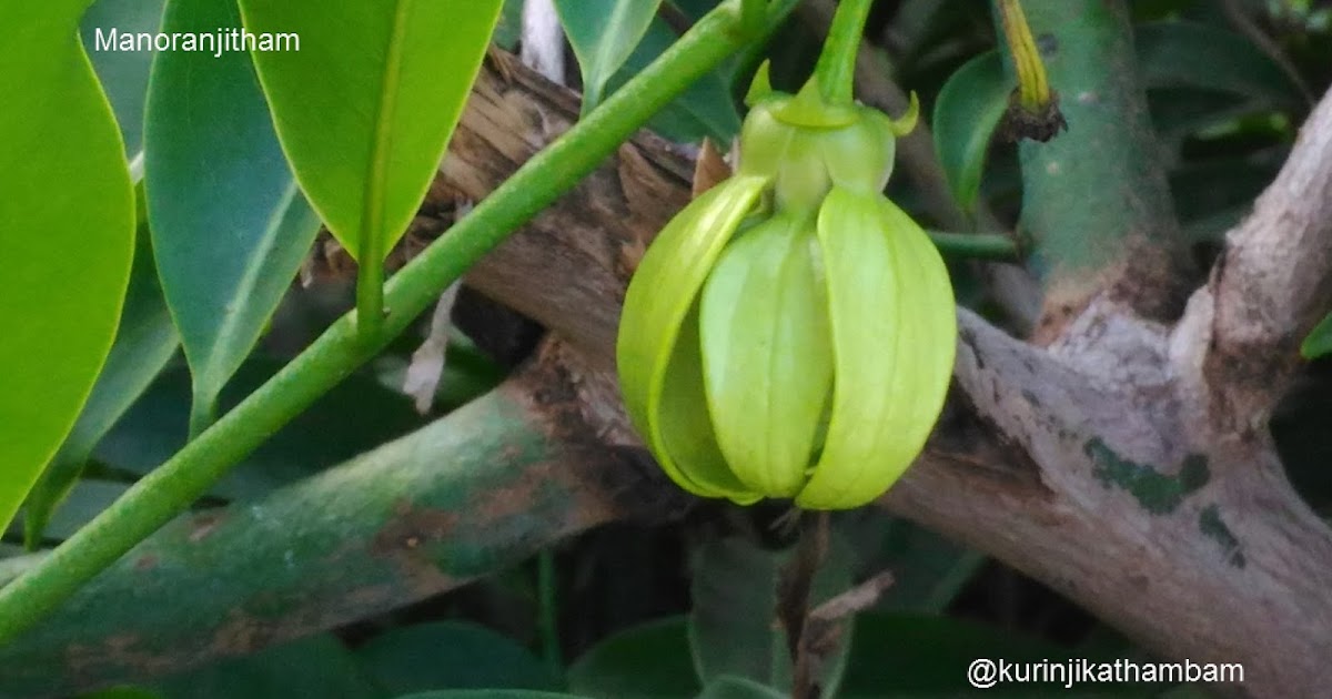 Flowers from My Cam: 53. Manoranjitham / Manoranjani / Artabotrys ...